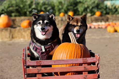 Local Pumpkin Patches Corn Mazes To Visit Mix 96