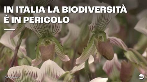 In Italia la biodiversità è in pericolo YouTube