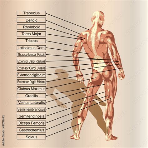 Vector 3D Human Male Anatomy With Muscles And Text Stock Vector Adobe