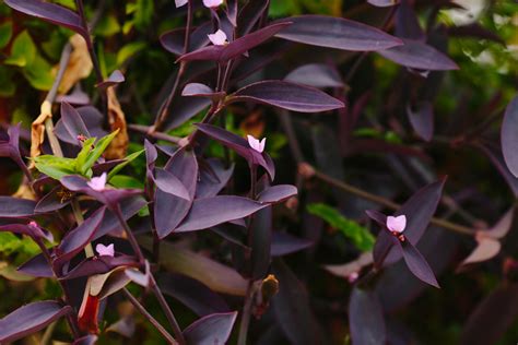 Plantas De Folha Roxa LIBRAIN