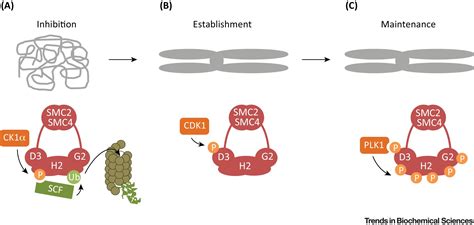 Guiding Mitotic Progression By Crosstalk Between Post Translational
