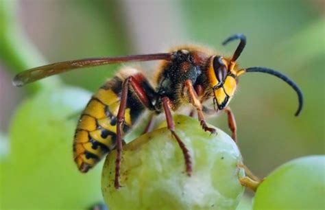 Frelon européen Tout savoir sur lallié des abeilles
