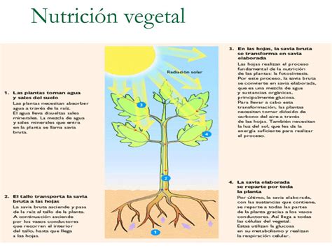 PPT Nutrición vegetal PowerPoint Presentation free download ID 218539