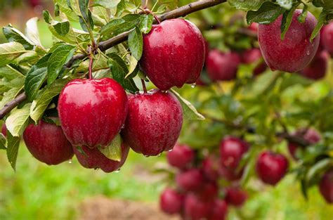 Cómo cultivar manzanas en maceta Cultiva Futuro
