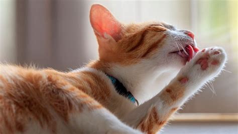 Por qué mi gato lame mucho El Amor Animal