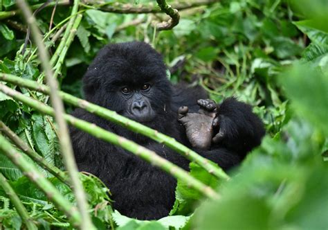 Rwanda Birding And Wildlife Custom Safari Tour May June