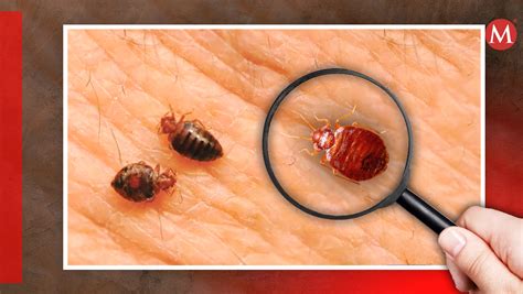Identifíca las chinces estos son sus lugares favoritos Grupo Milenio
