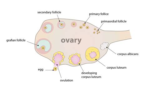 Ivf Follicle Sizes And Growth Chart Off