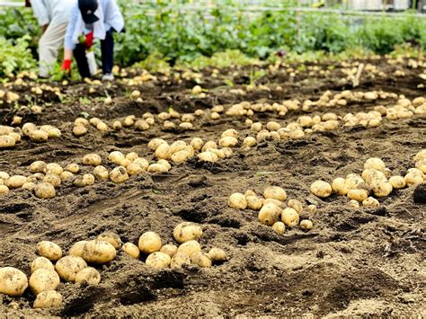 失敗しないジャガイモ栽培の時期や育て方初心者も簡単な栽培方法を徹底紹介 UMM 農業とつながる情報メディア