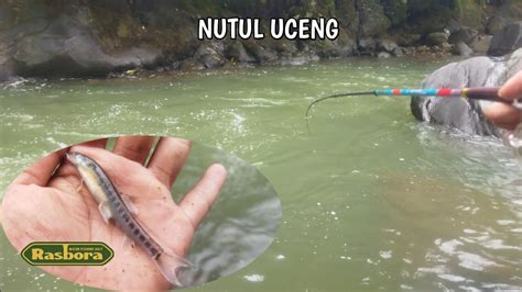 Serunya Mancing Ikan Uceng Dan Wader Tehnik Nutul Microfishing