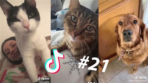 LOS MEJORES TIK TOKS DE GATOS Y PERROS 21 Recopilación de Tik Toks