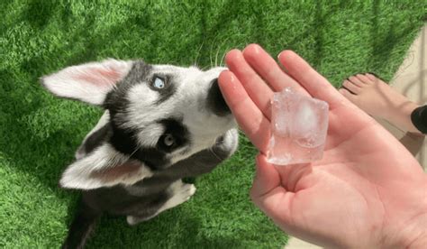 Por Qu No Se Deber A Separar A Los Perros Que Se Quedan Pegados