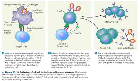 Specific Immunity The Humoral Response Flashcards Quizlet