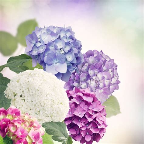 Hortensie Richtig Pflegen D Ngen Gie En F Rben Schneiden