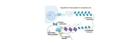 Transcription Definition Mechanism Steps And Functions
