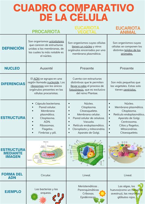 Cuadro comparativo de la célula Cuenta con estructuras distintivas
