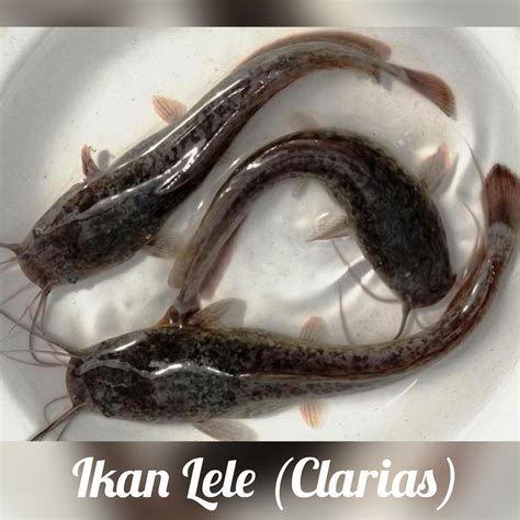 Detail Gambar Morfologi Ikan Lele Koleksi Nomer 9