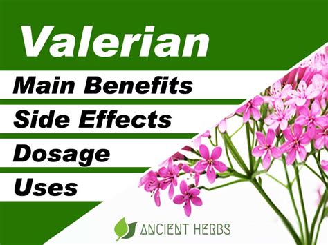 Valerian Benefits Uses Dosage Side Effects