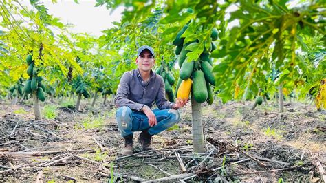 Cómo cultivar PAPAYA MARADOL MULATA 5 mil plantas por hectárea para