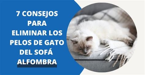7 Consejos Para Eliminar Los Pelos De Gato Del Sofá Fundas Moderna