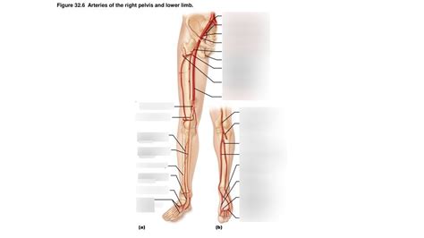 Chapter Arteries Of The Right Pelvis And Lower Limb Anterior And