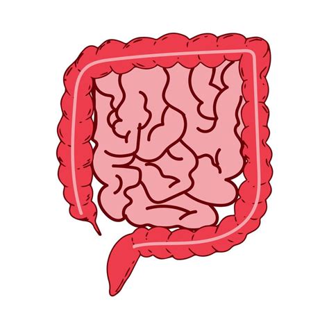 Realistic Flat Vector Illustration Of Small And Large Intestine Human