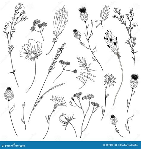 Cole O De Contornos Florais Flores Ramificadas E Minimalistas Ervas