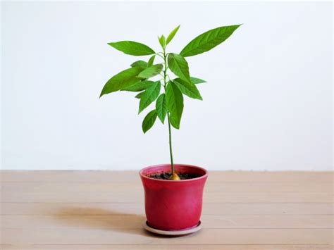 Consejos B Sicos Para Plantar Aguacate En Maceta