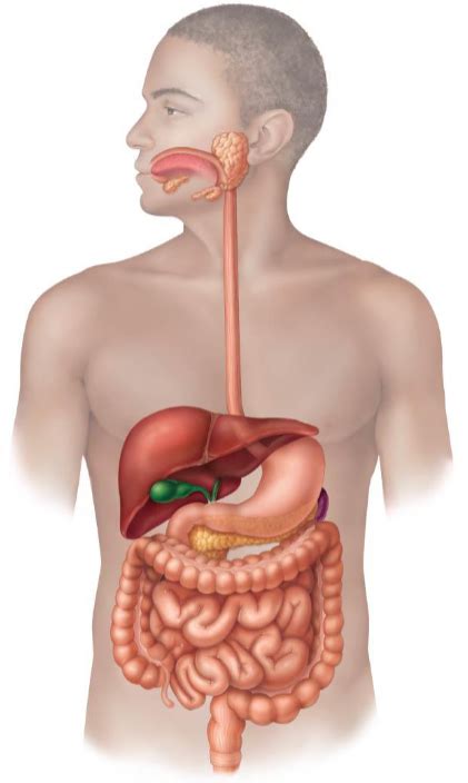 Digestive System Diagram Quizlet