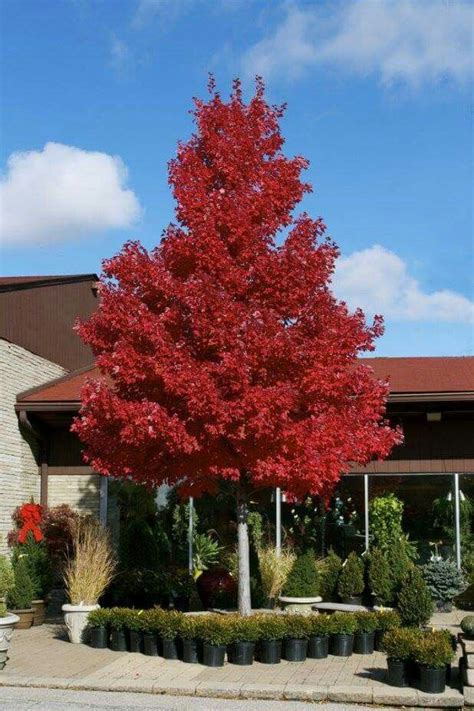 Acer rubrum nombre científico el arce rojo americano arce rojo o