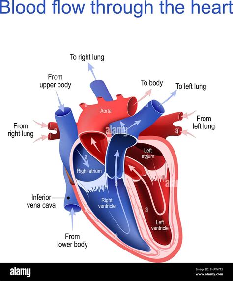 Vectores de aorta vector Banque de photographies et dimages à haute