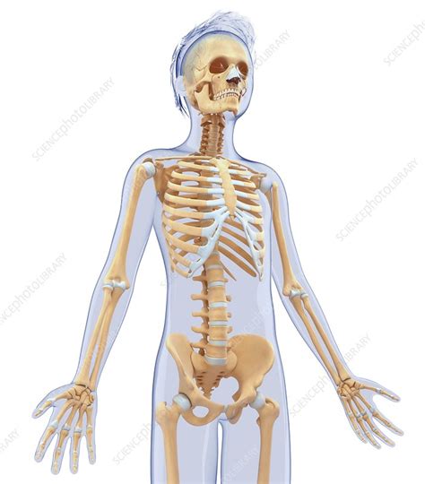 Human Skeletal System Artwork Stock Image F010 4218 Science