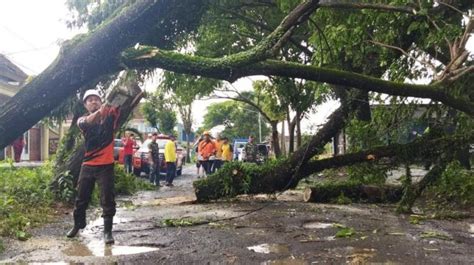 14 Pohon Di Jakarta Tumbang Hari Ini Empat Orang Luka Hingga Bangunan
