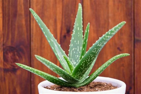How Long Does It Take For Aloe Vera To Grow And 6 Key Growing Tips
