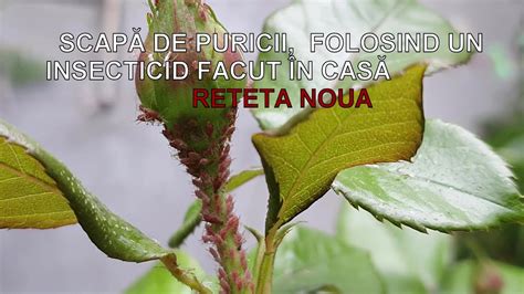 Scapă de purici folosind un insecticid facut in casa Reteta noua