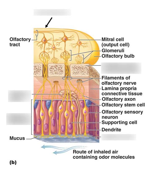 Lab Eleven Olfactory Epithelium Diagram Quizlet