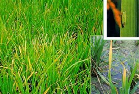 Beginilah Gambar Penyakit Pada Tanaman Padi Yang Wajib Disimak