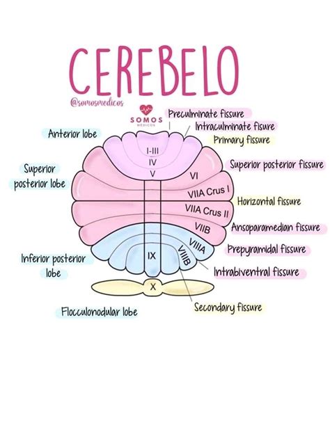 Sistema Nervioso Central Anatomia Y Fisiologia Anatomia Y Fisiologia