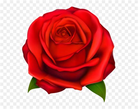 Rosas Rojas Png Rose Png Rosas Rojas Fondo Transparente Full Size Png