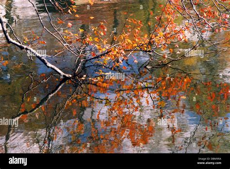 Lake Fall Tree Reflection Stock Photo Alamy