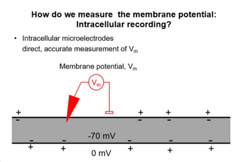 Resting Membrane Potential Flashcards Quizlet