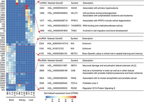 Differential Expression Of LncRNAs Across Developmental Tissues