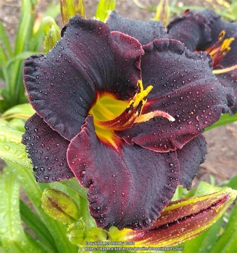 Daylily Hemerocallis Black Fury In The Daylilies Database Garden Org