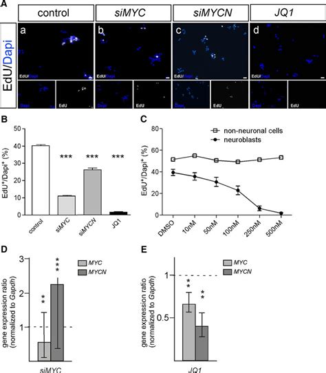 Proliferation Of E7 Sympathetic Neuroblasts Depends On MYC Signaling