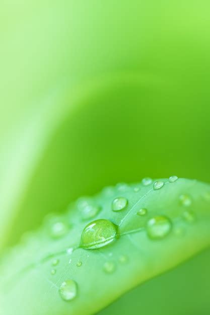 Premium Photo Leaves Close Up Nature View Of Green Leaf On Blurred