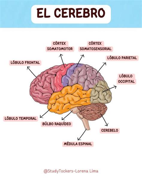 FUNDAMENTOS DE LA NEUROEDUCACIÓN PARTES DEL CEREBRO