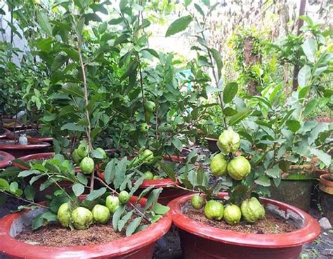 8 Loại cây ăn quả trồng trong chậu và sân thượng tốt nhất OECC