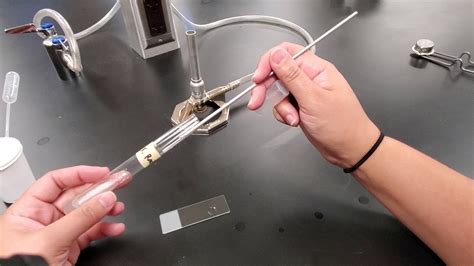 Microbiology Preparation Of Bacterial Smear YouTube