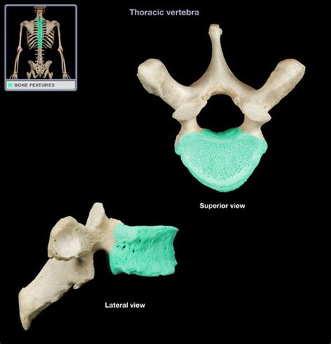 BMS 301 Human Gross Anatomy Unit 1 Lower Limb Bone Anatomy