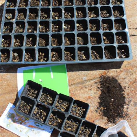How To Start Zinnia Seeds Indoors Gathering Supplies Planting Seeds